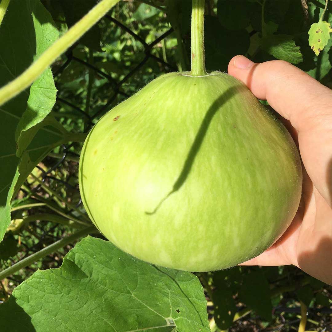 Bottle Gourd Round F1 Hybrid Seeds | High Yield & Disease Resistant ...