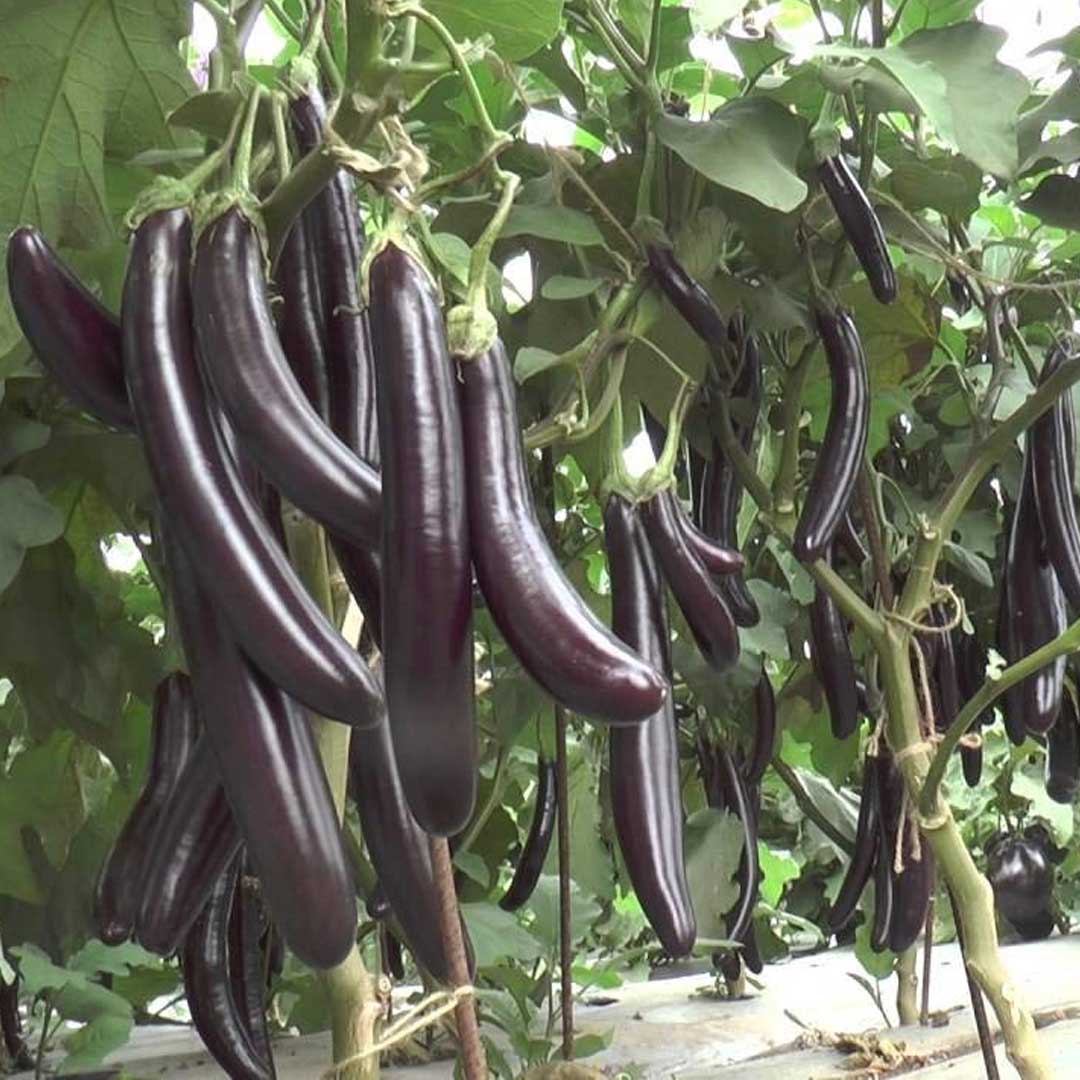 Buy Brinjal Black Long Hybrid F1 Seeds | High Yield & Disease Resistant ...