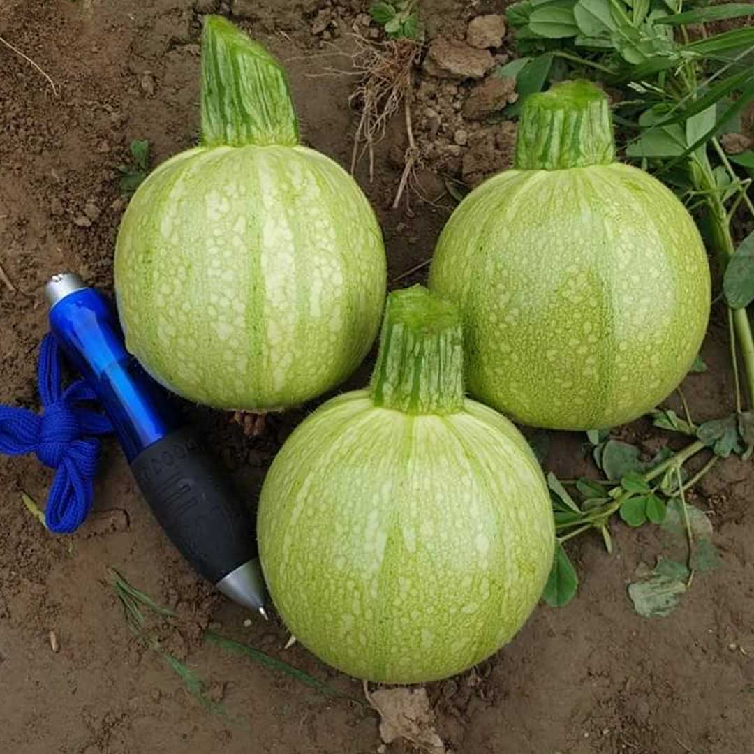 Buy Summer Squash F1 Hybrid Seeds - Early Maturing, Vigorous Growth