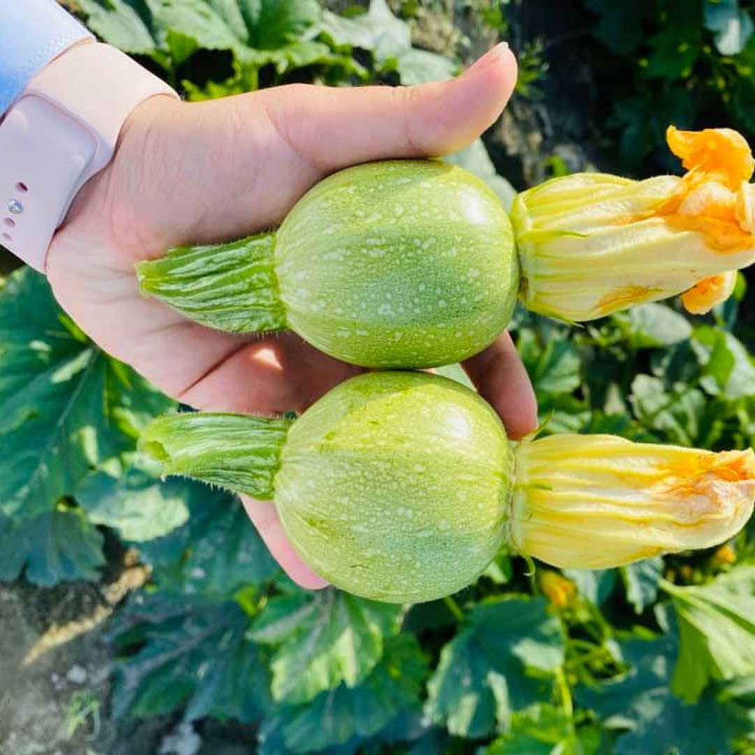 Buy Summer Squash F1 Hybrid Seeds - Early Maturing, Vigorous Growth