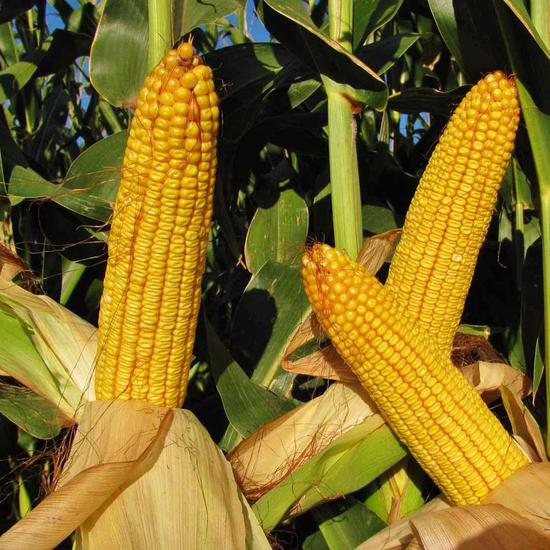 Buy Sweet Corn Yellow F1 Hybrid Seeds – High Yield, Sweet Flavor ...