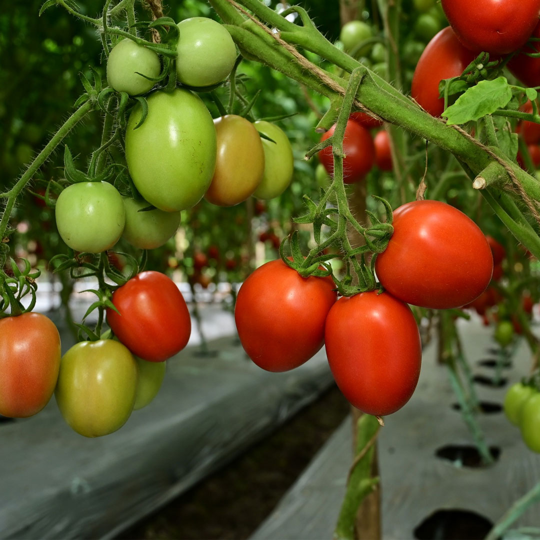 Buy Tomato Red Oval Hybrid F1 Seeds - High Yield & Disease Resistant | Golden Hills Farm
