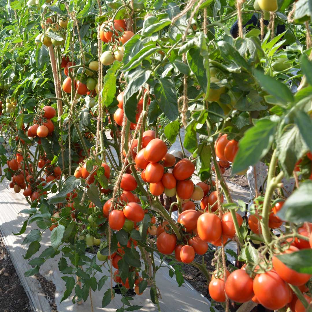 Buy Tomato Red Oval Hybrid F1 Seeds - High Yield & Disease Resistant ...
