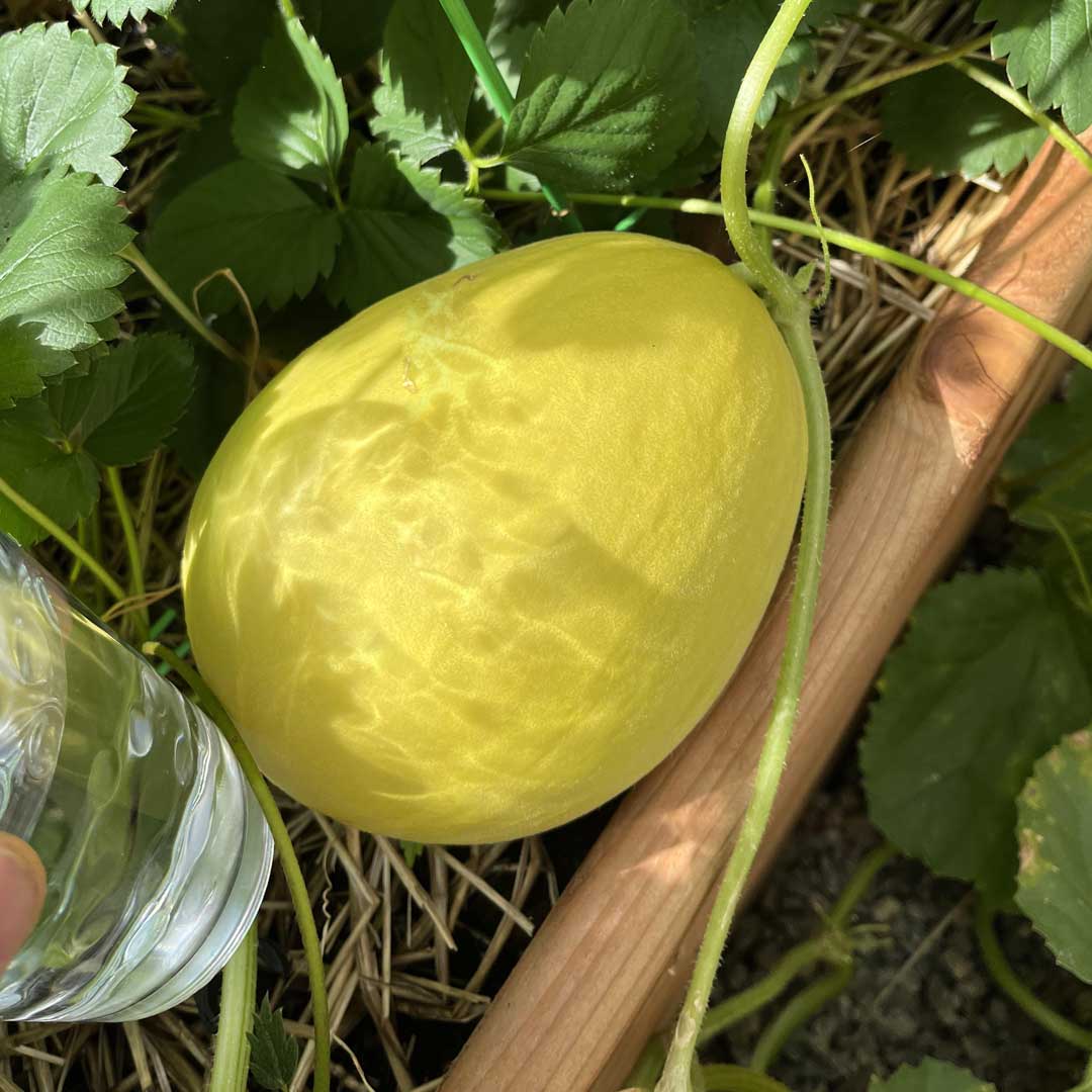 Musk Melon Yellow F1 Seeds - Sweet, Juicy, and High-Yield | Golden ...