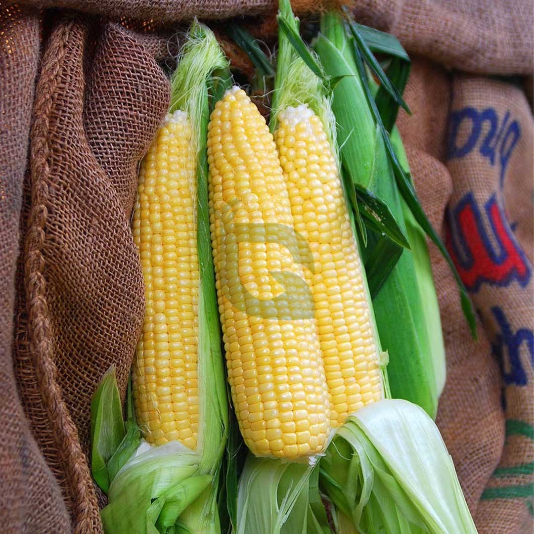 Buy Sweet Corn Yellow F1 Hybrid Seeds – High Yield, Sweet Flavor ...