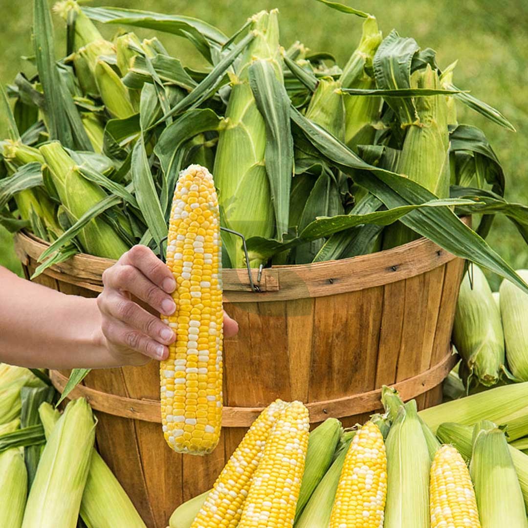 Buy Sweet Corn Yellow F1 Hybrid Seeds – High Yield, Sweet Flavor ...