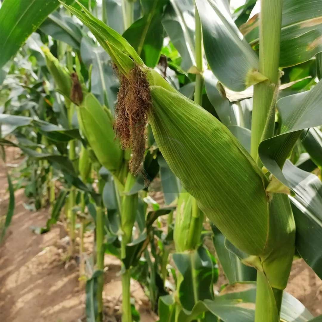 Buy Sweet Corn Yellow F1 Hybrid Seeds – High Yield, Sweet Flavor ...