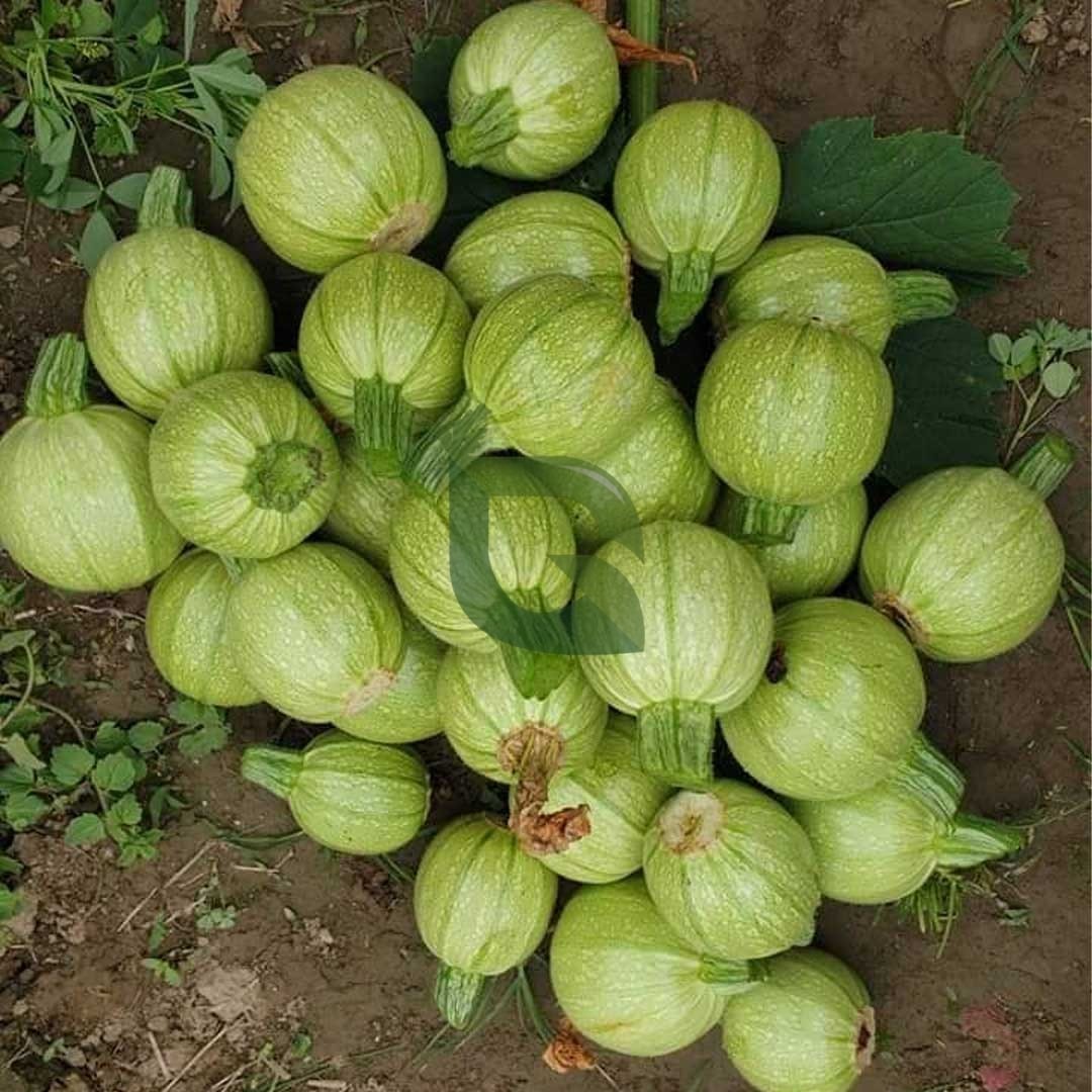 Buy Summer Squash F1 Hybrid Seeds - Early Maturing, Vigorous Growth