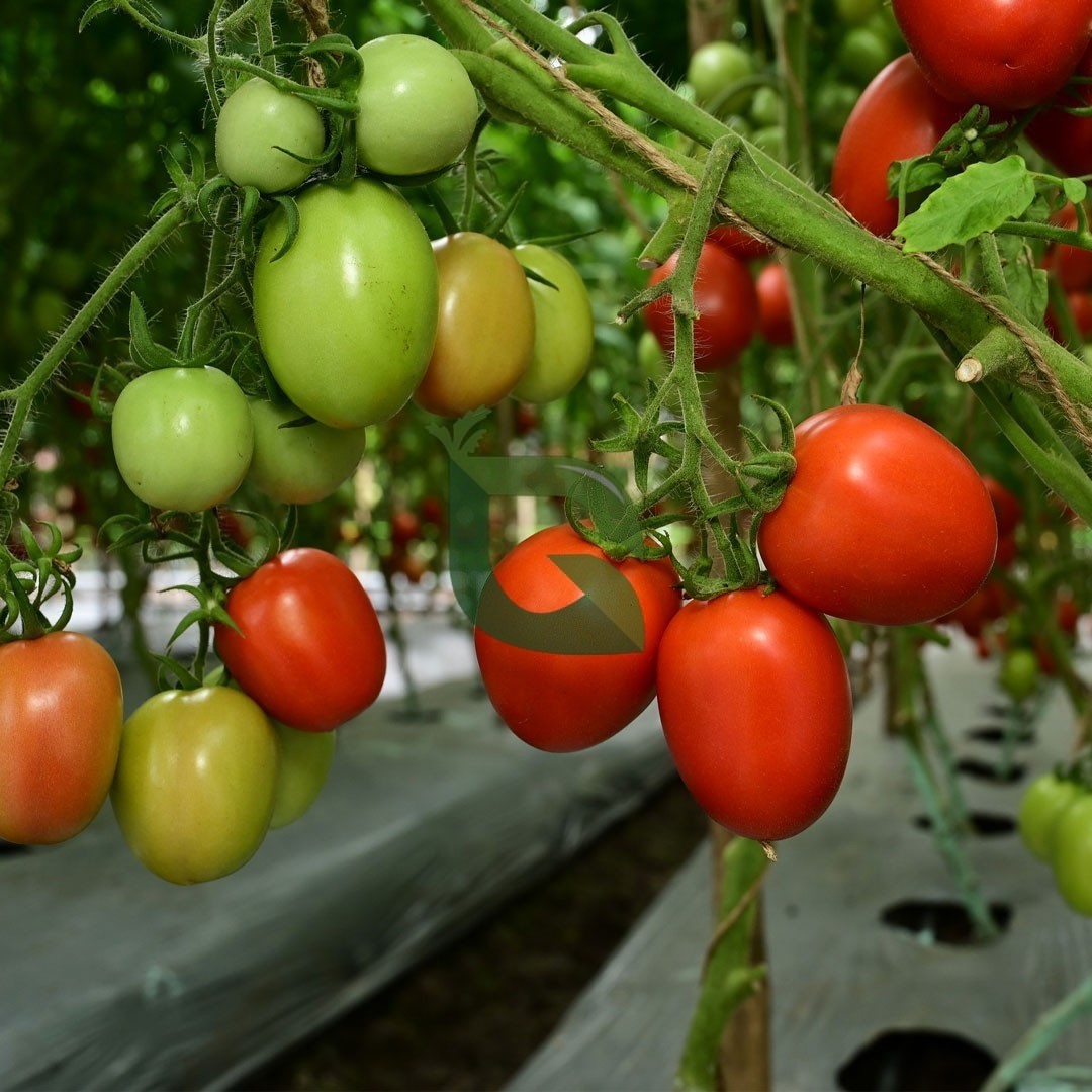 Buy Tomato Red Oval Hybrid F1 Seeds - High Yield & Disease Resistant ...