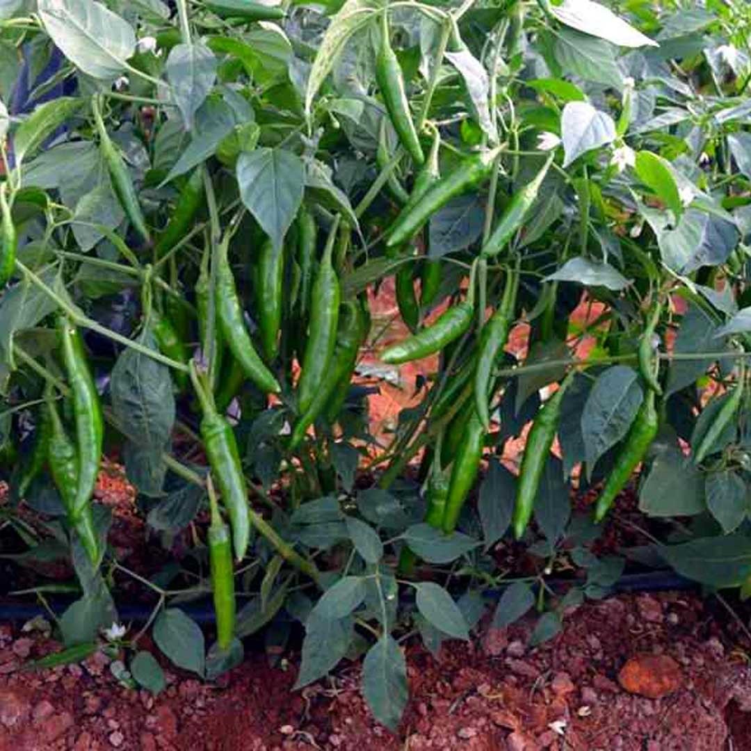 Buy Chilli Green Long Hot Pepper F1 Hybrid Seeds | High Yield & Pungent ...