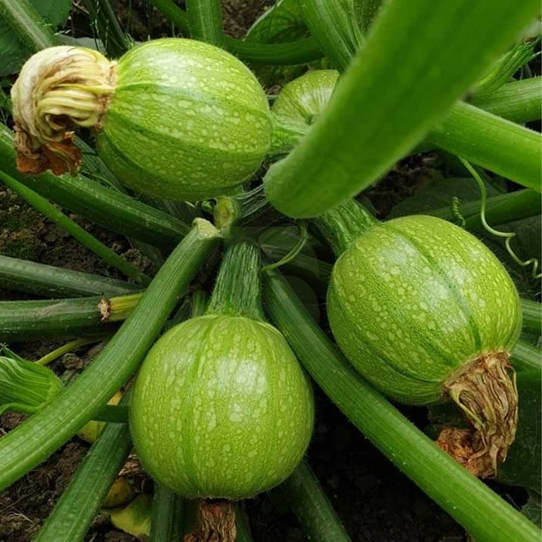 Buy Summer Squash F1 Hybrid Seeds - Early Maturing, Vigorous Growth